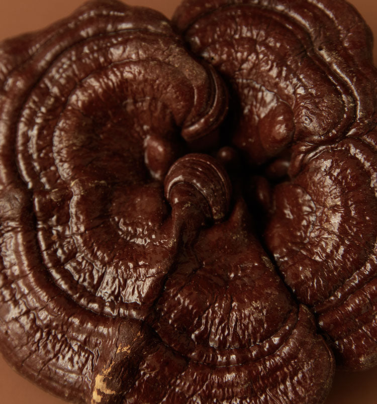 The TOP Shen Herbs | Calming Adaptogens | SuperFeast SHEN Blend